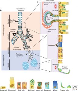 How Does Mucociliary Clearance Work - Mucus Clearance and Removal ...